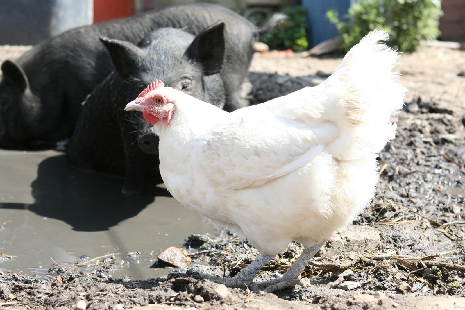 Kosjer en halal slachten - Nieuw Wij
