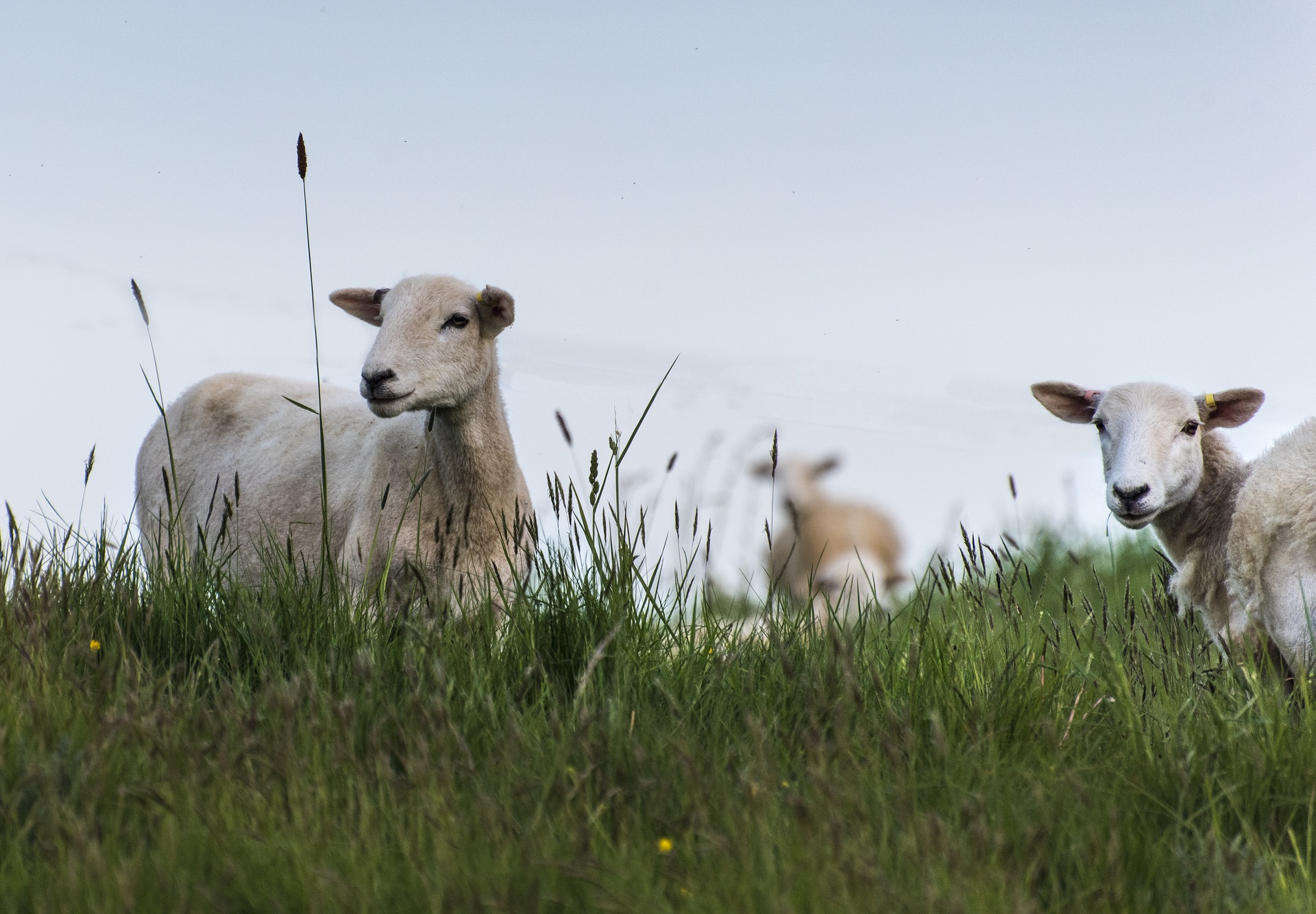 Islamitisch Offerfeest dit jaar op dezelfde dag als Werelddierendag ...