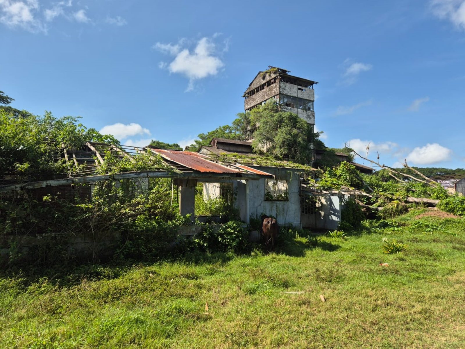 Surilines: Suriname en Nederland - Nieuw Wij
